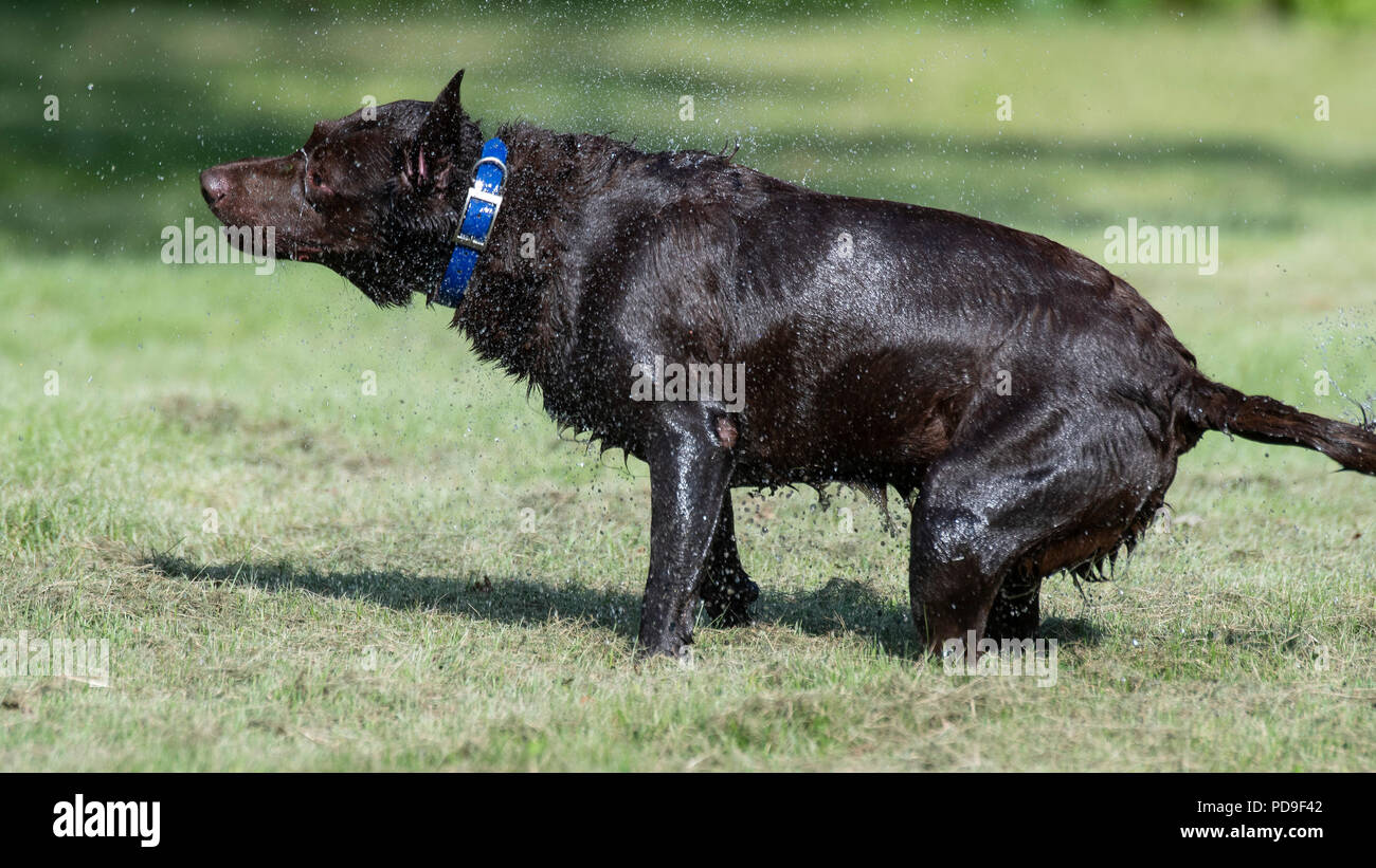 A Chocolate Labrador Retreiver training for hunting season on a late ...
