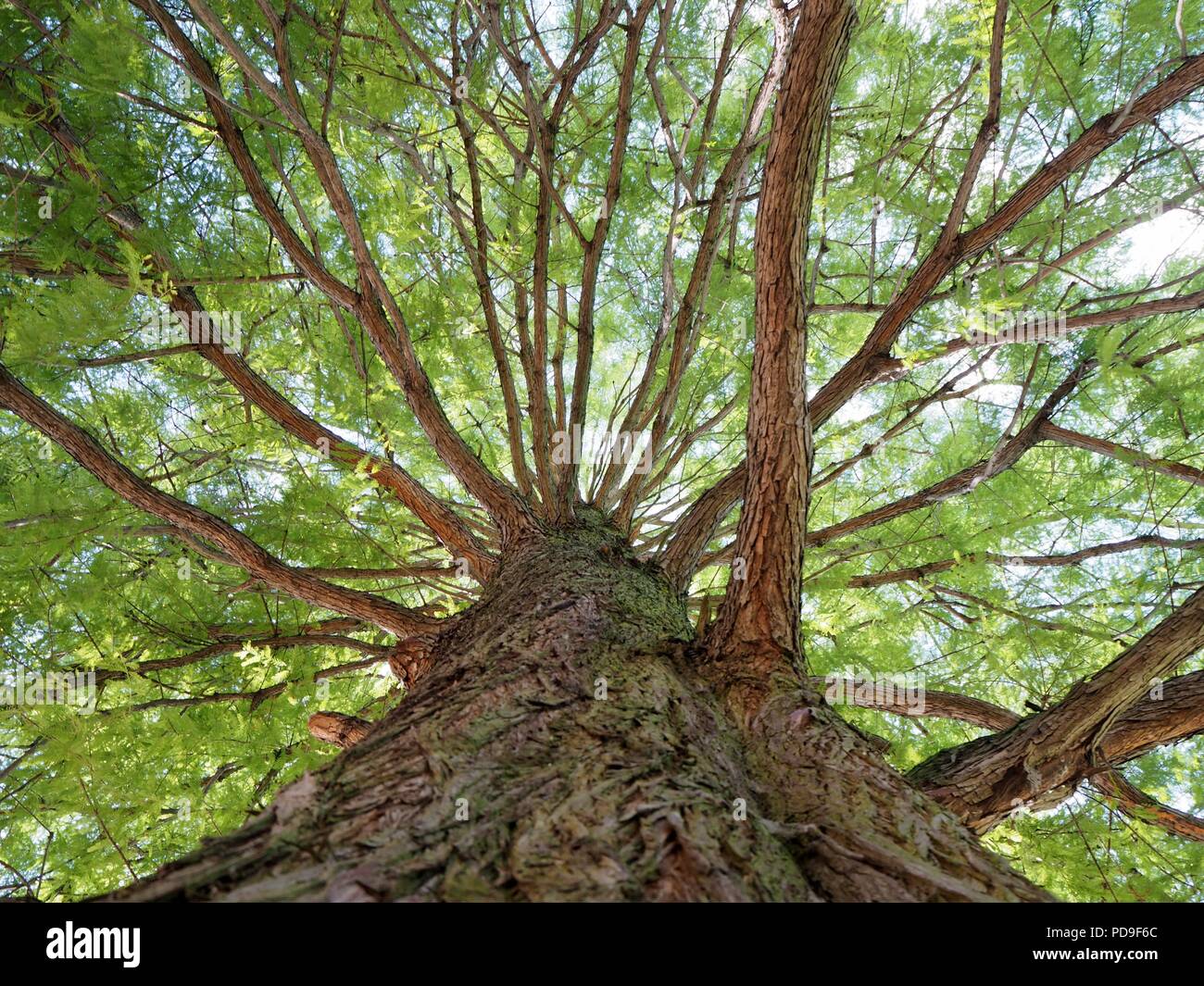 Giant palm tree leaves hi-res stock photography and images - Alamy