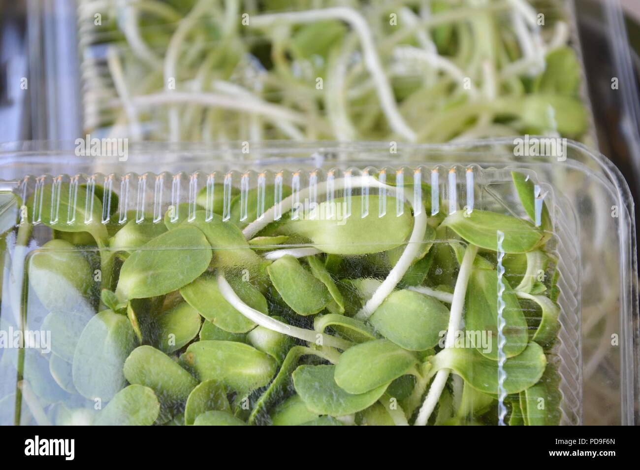 sunflower sprout packing in plastic tray for sale Stock Photo - Alamy