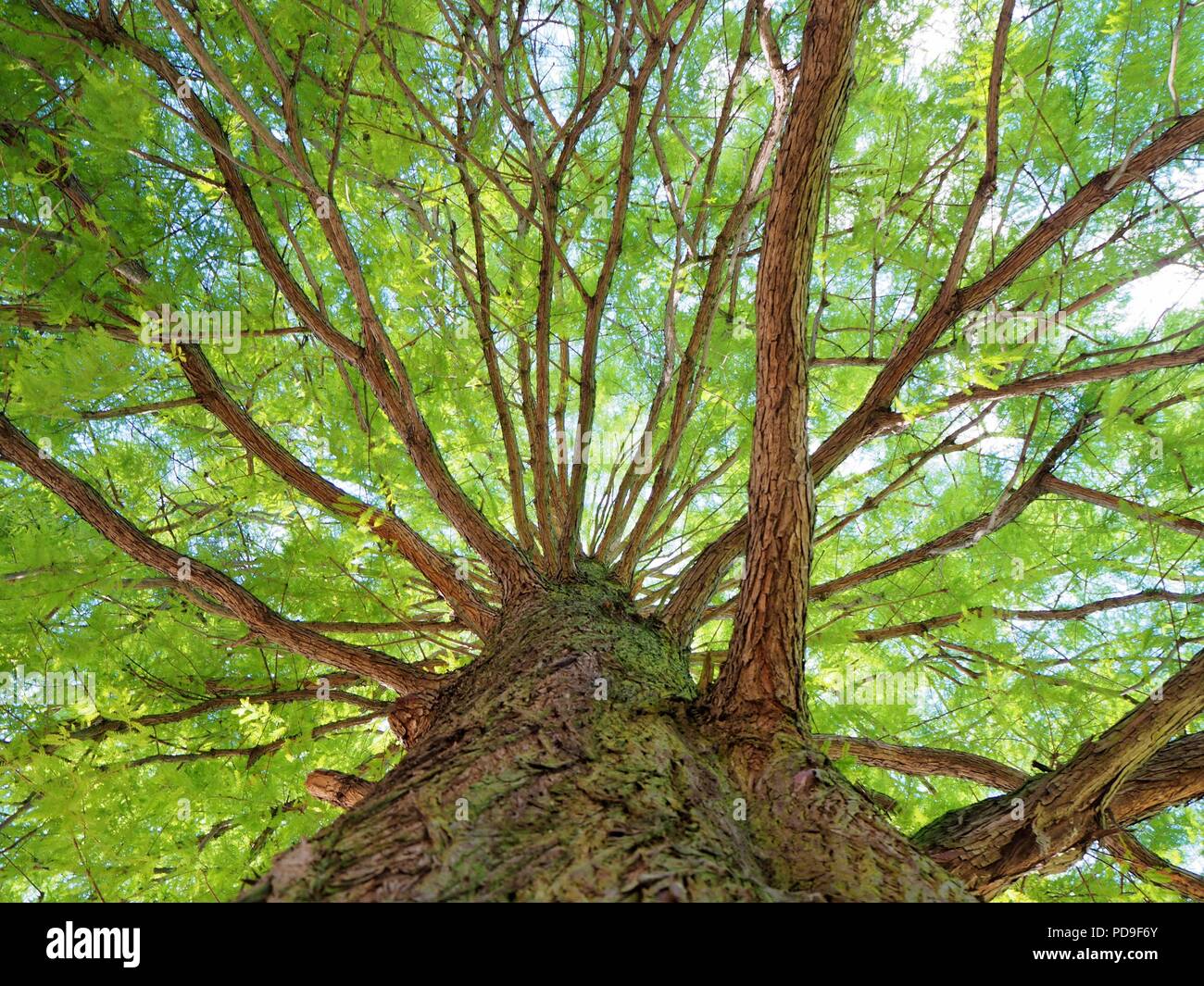 Lush green top of a giant tree Stock Photo - Alamy