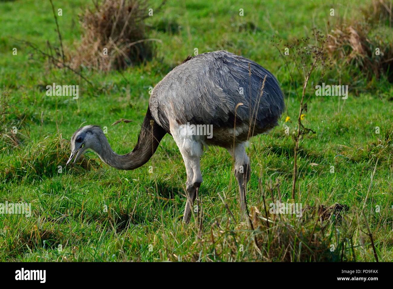 greater or grey rhea, Nandu, Rhea americana, invasive Art, Schleswig ...