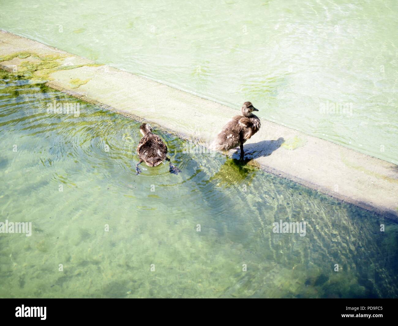 Child pond drawing hi-res stock photography and images - Alamy