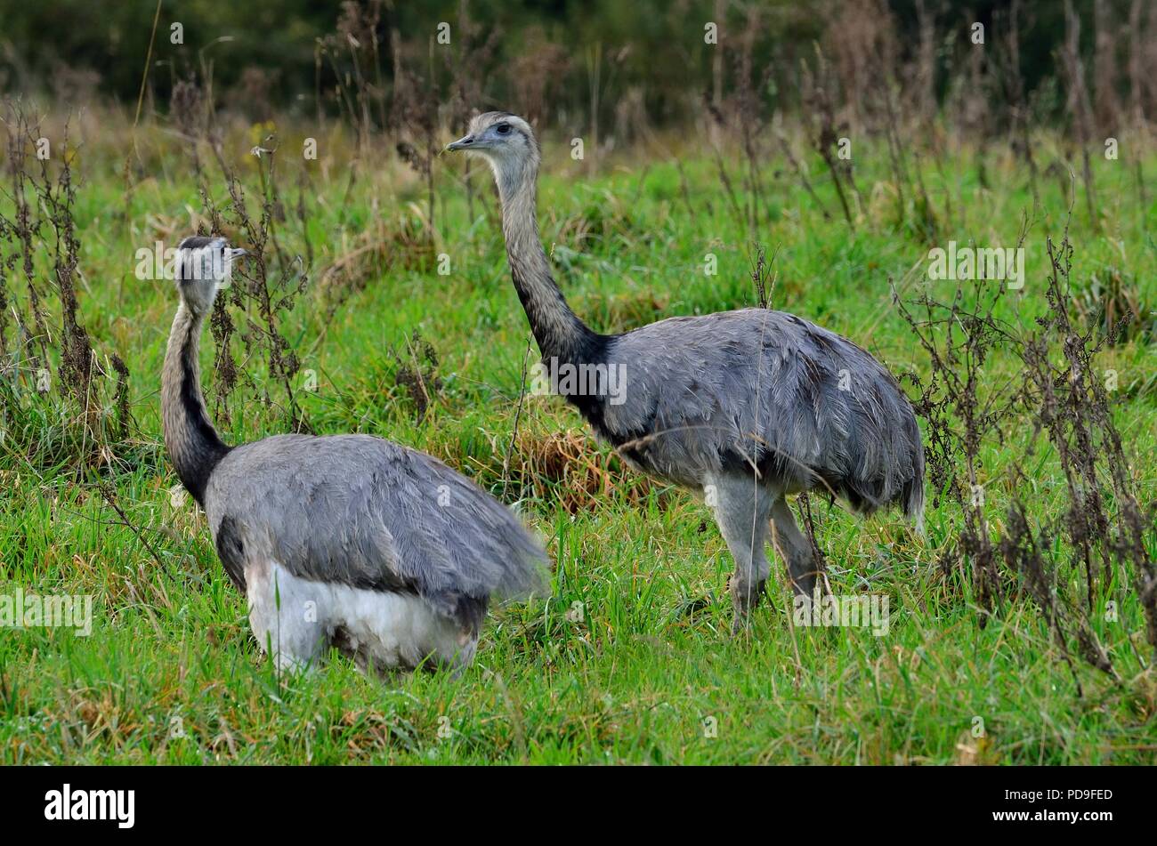 greater or grey rhea, Nandu, Rhea americana, invasive Art, Schleswig ...