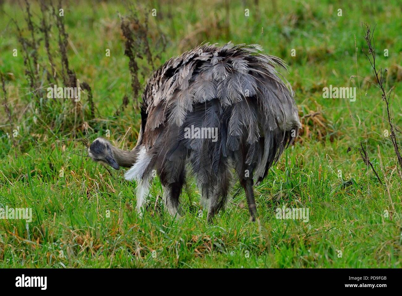 Invasive neozoen hi-res stock photography and images - Alamy