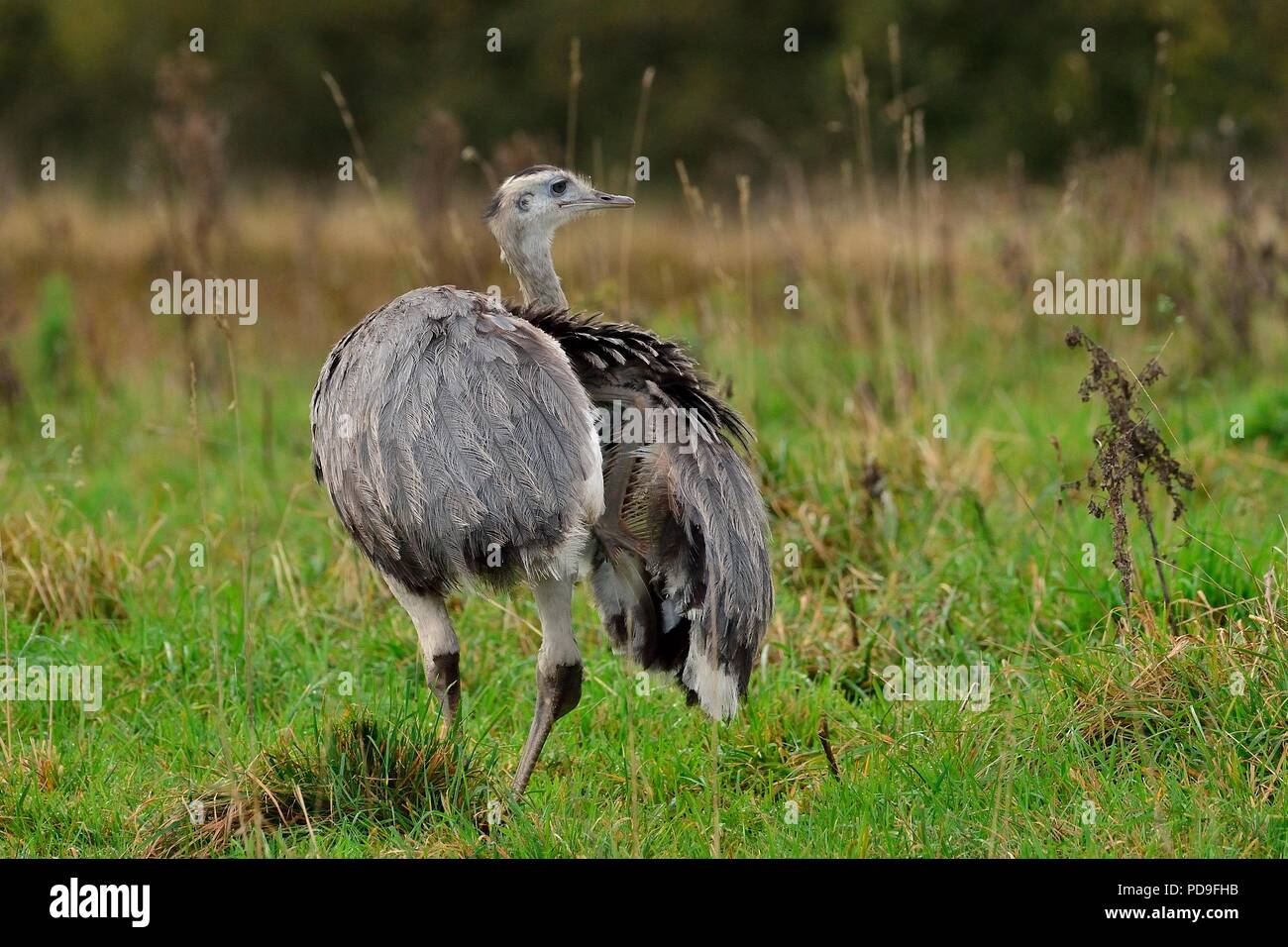 greater or grey rhea, Nandu, Rhea americana, invasive Art, Schleswig ...