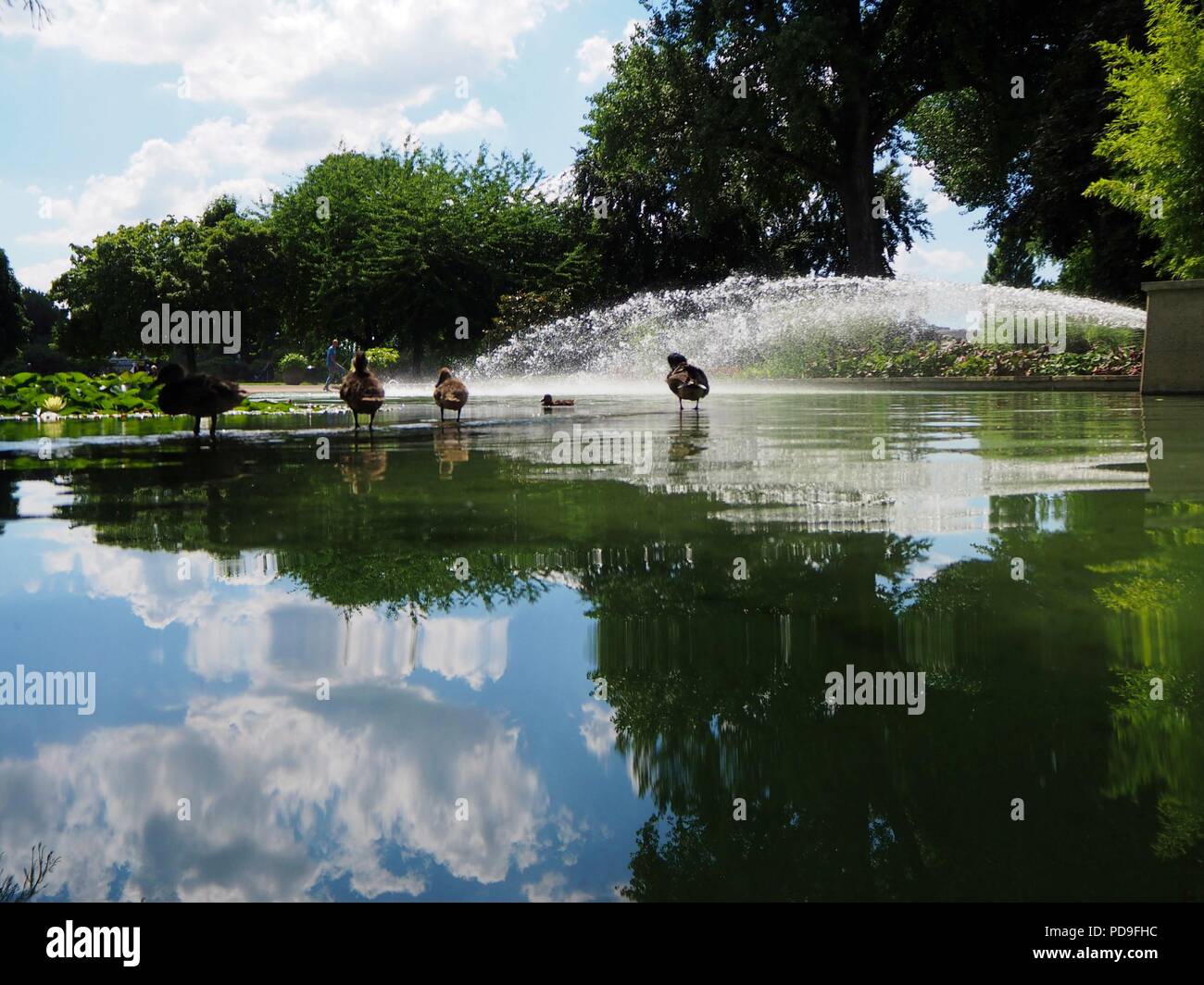 Duck family on a pond in Rheinpark in Cologne with blue sky in the ...