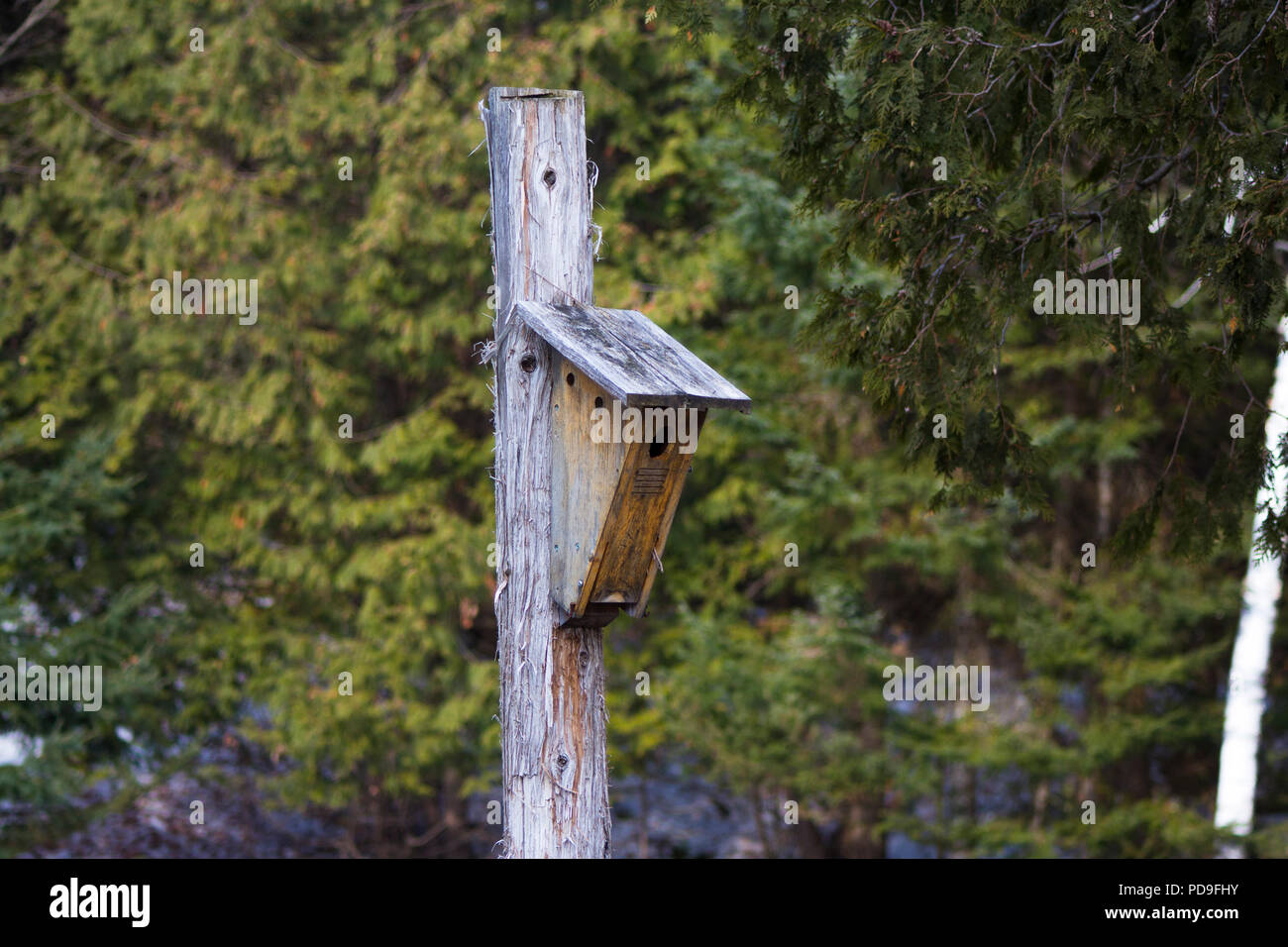 Wooden bird house in the forest to support wildlife with nest and ...