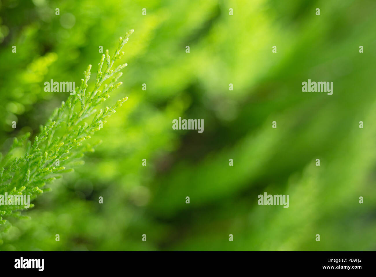 Evergreen tree branch. Macro photography of thuja Stock Photo - Alamy