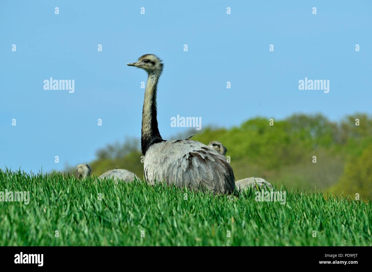 greater or grey rhea, Nandu, Rhea americana, invasive Art, Schleswig ...