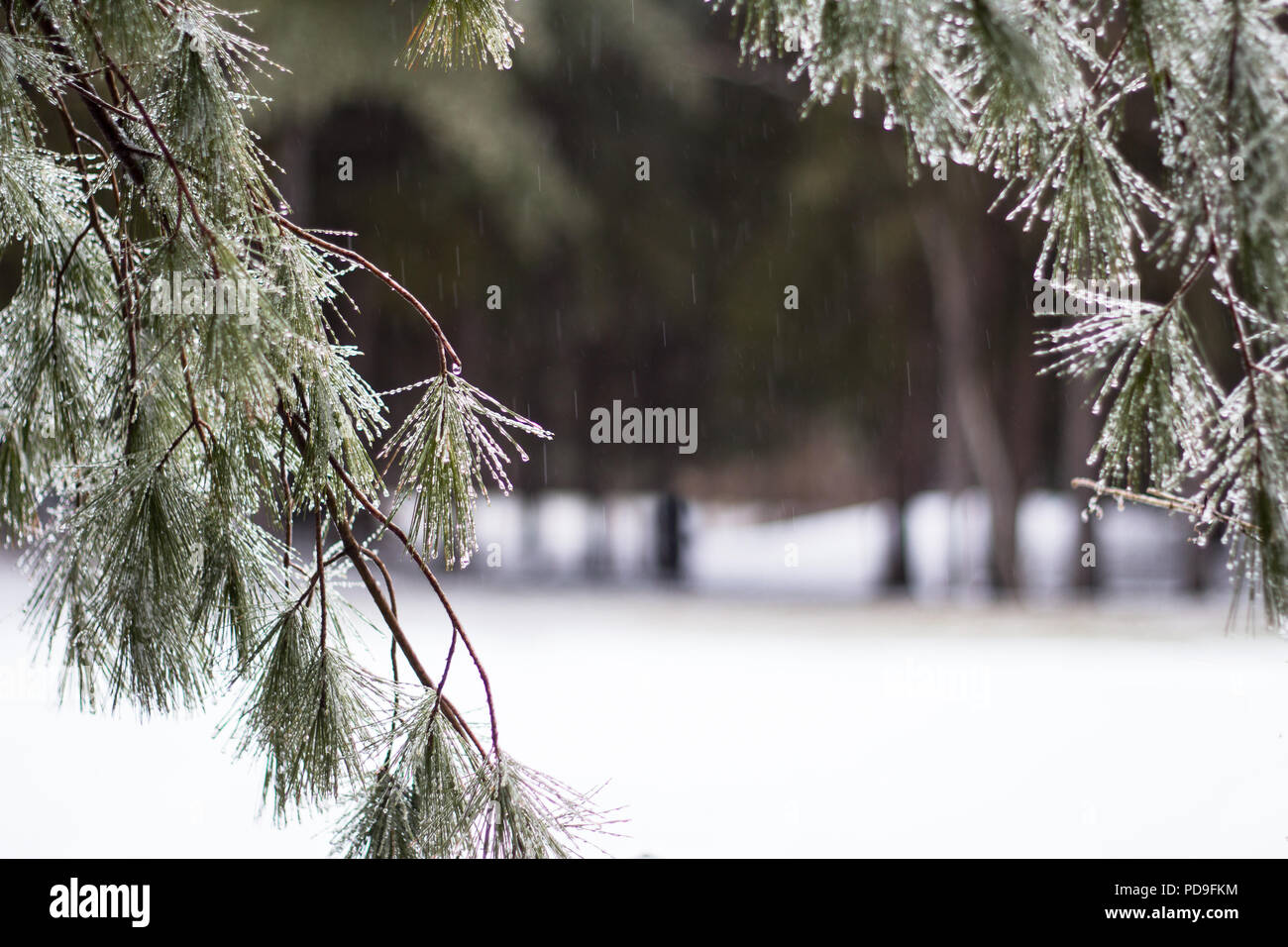 Frozen pine tree branch in winter forest covered with ice and snow very ...