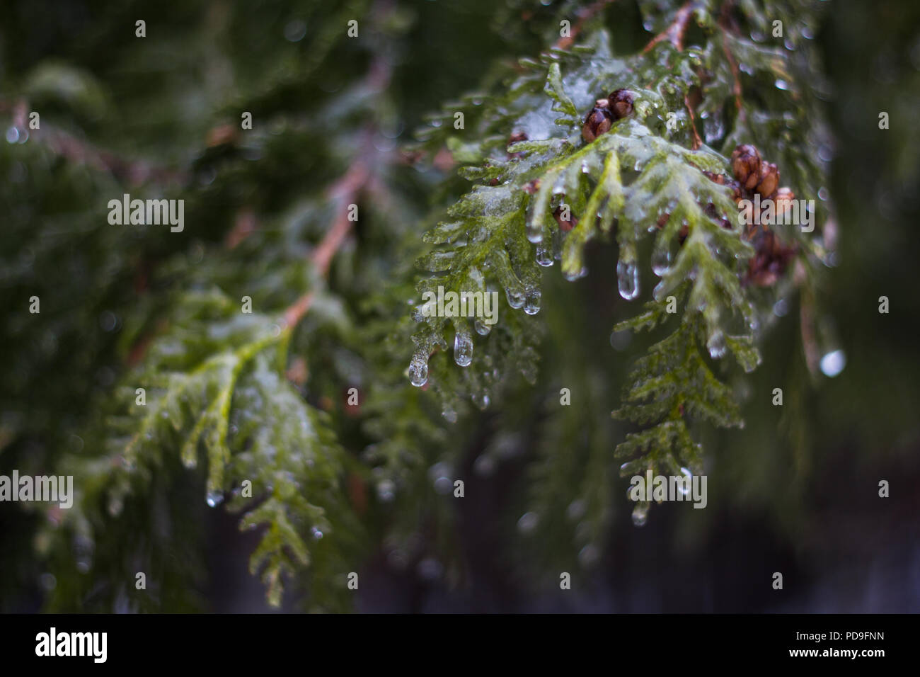 Frozen pine tree branch in winter forest covered with ice Stock Photo ...