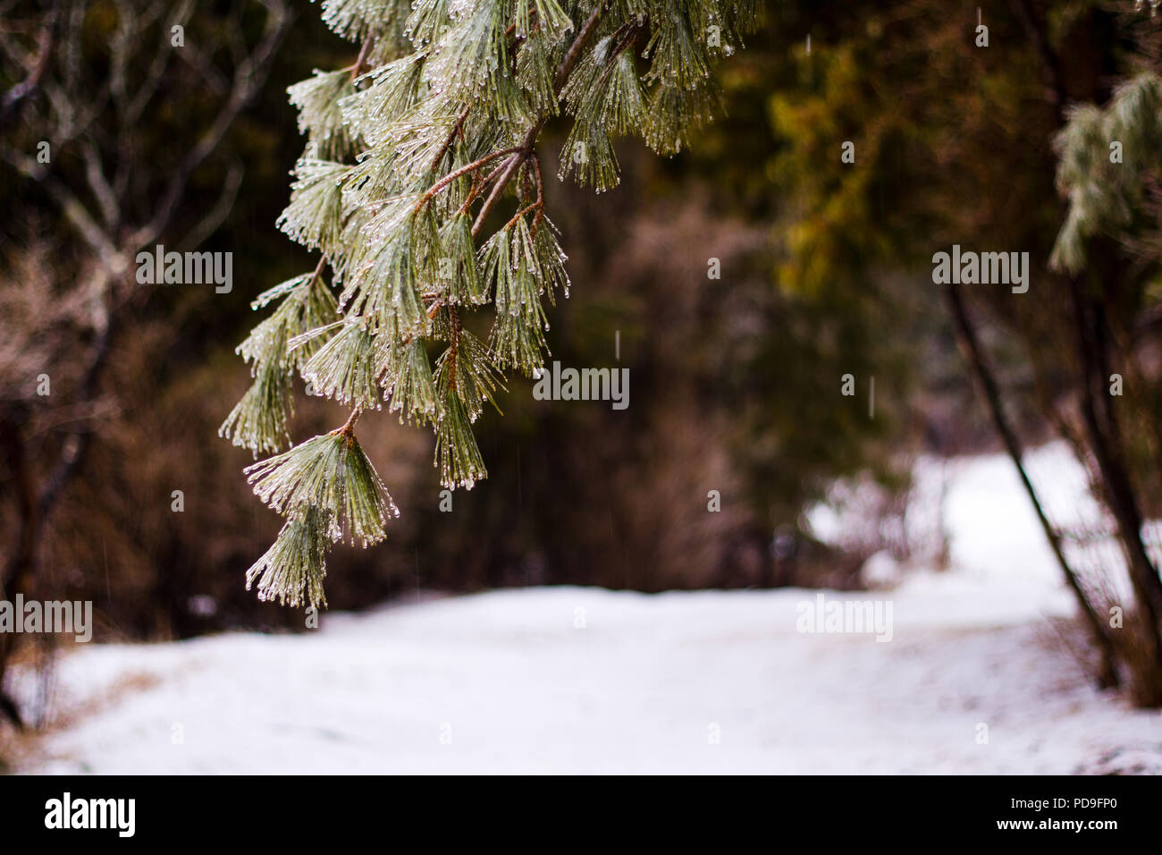Frozen pine tree branch in winter forest with ice and snow on a covered ...