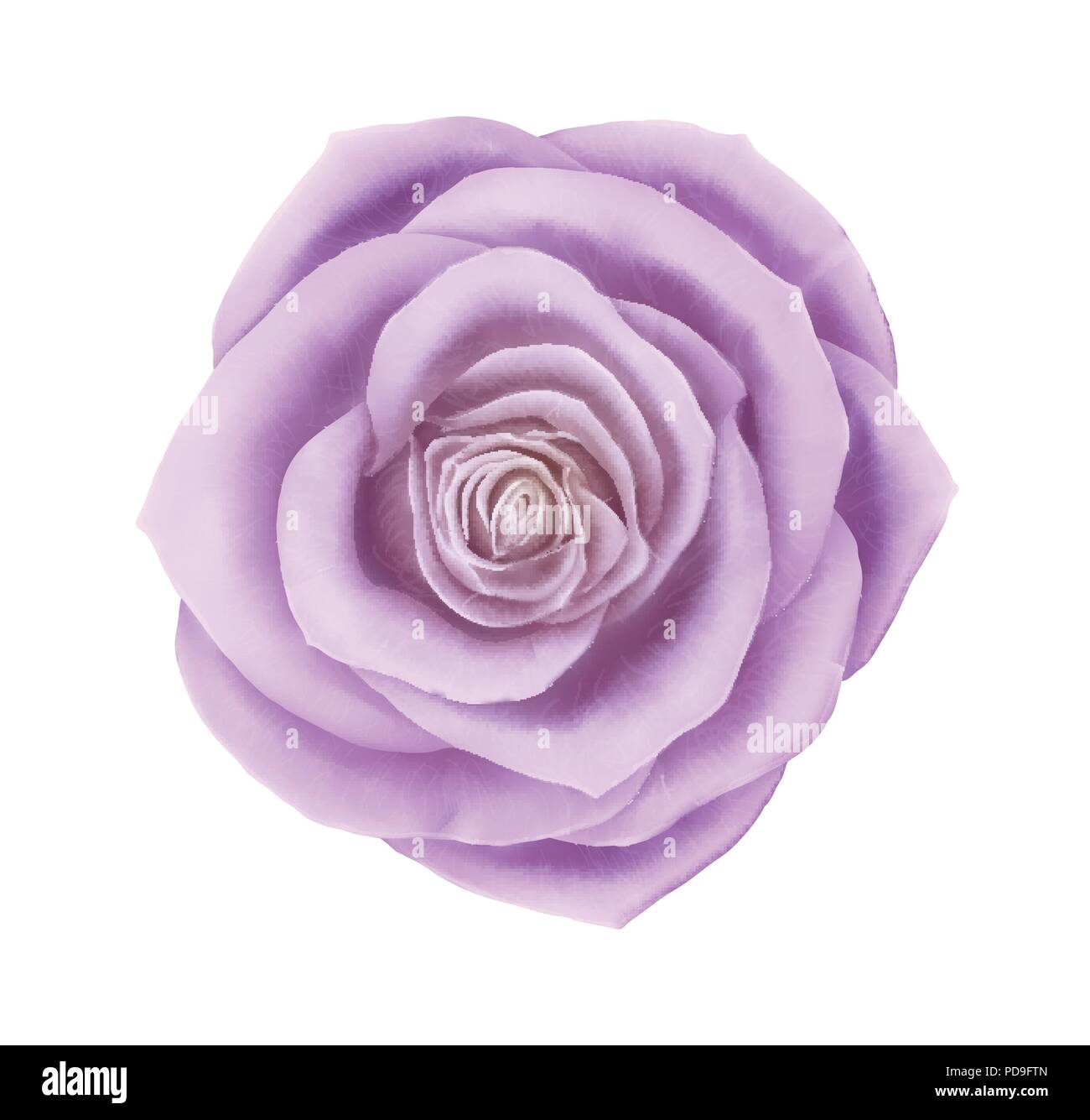 Vector beautiful rose floral decorative element Stock Vector Image ...