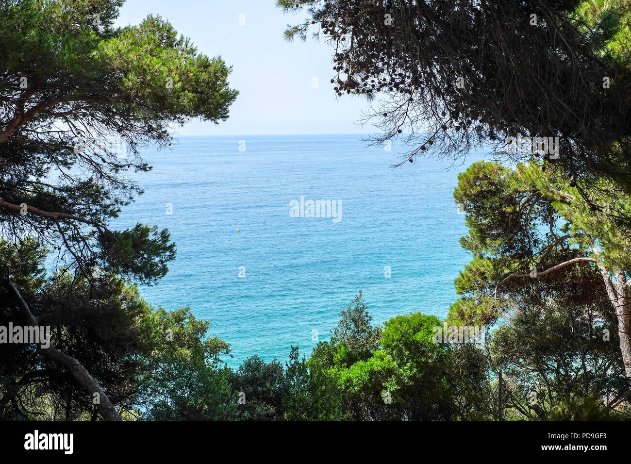 Clipped bay tree hi-res stock photography and images - Alamy