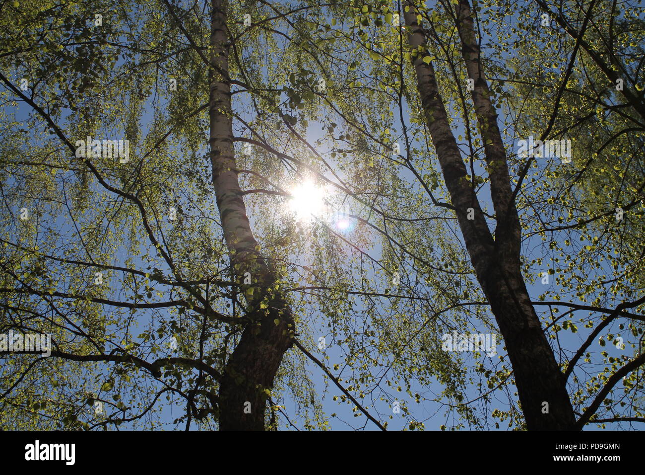 bright shine sun throught branches of trees covered young foliage in ...