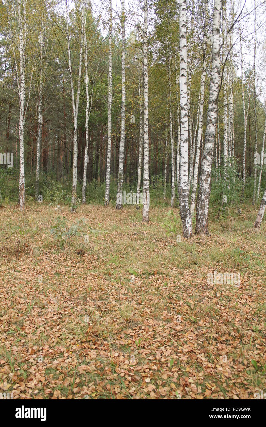 Russian birch hi-res stock photography and images - Alamy