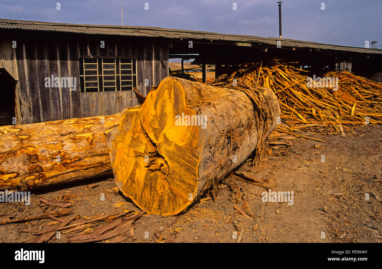 Mahogany tree brazil hi-res stock photography and images - Alamy