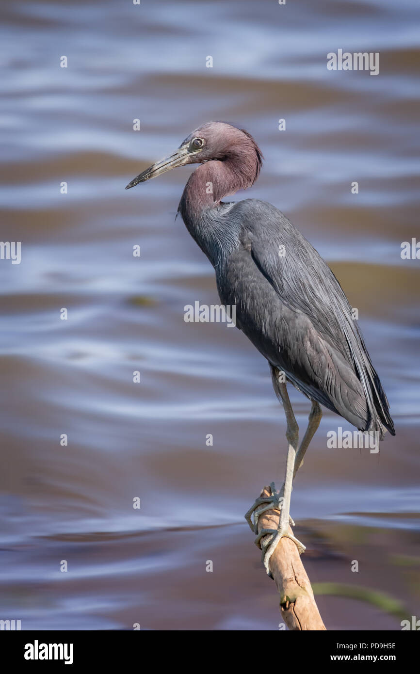 A Little Blue Heron (Egretta caerulea) perched ona branch sticking out ...