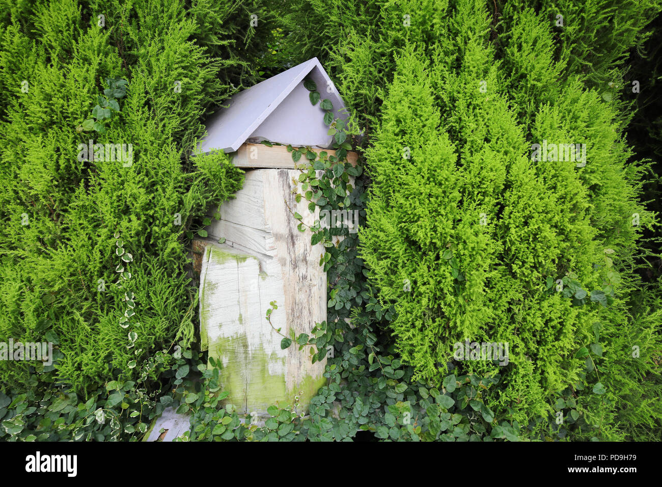 Stingless bee hive hi-res stock photography and images - Alamy