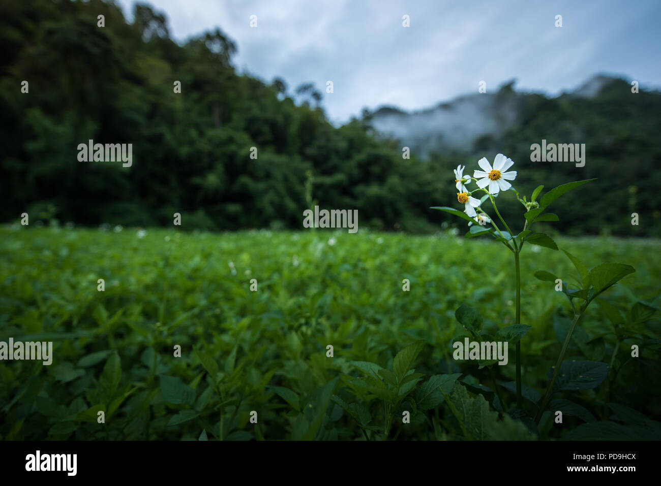 White weed flower field with mountain background Stock Photo - Alamy