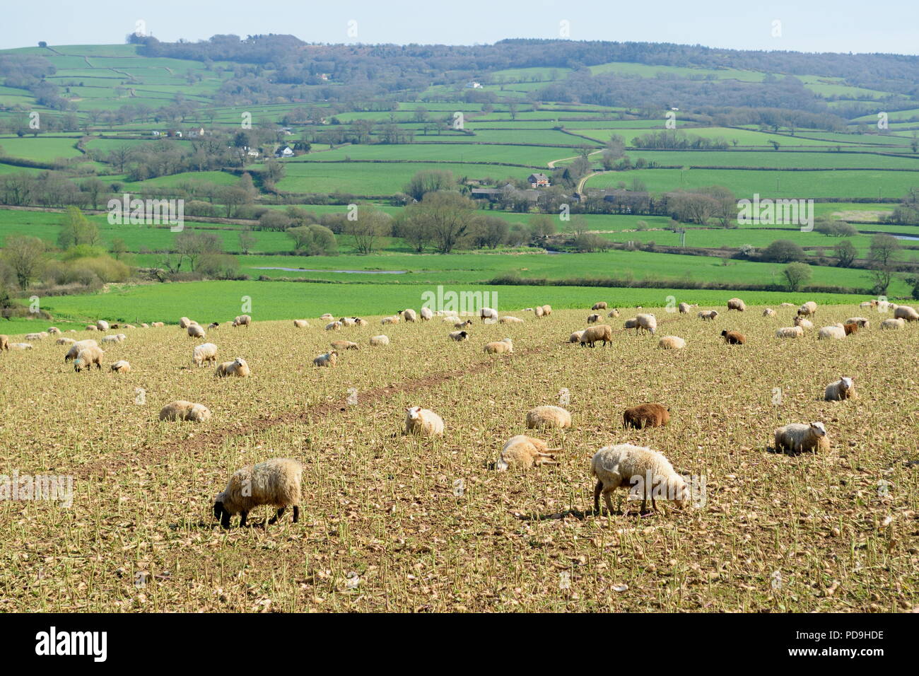 Flock of sheep graze on a farmland in Axe Valley in East Devon Stock ...
