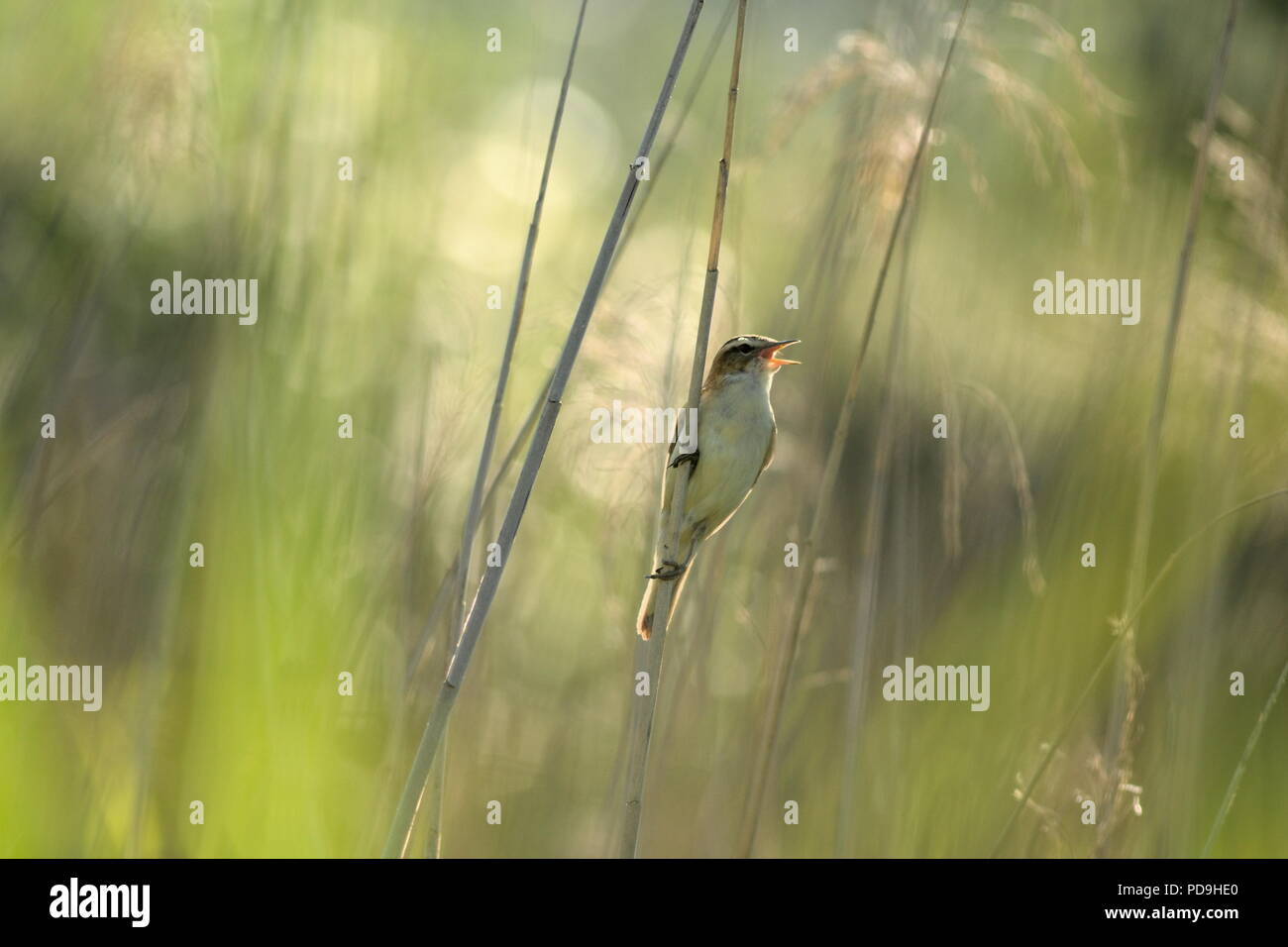 Eurasian reed warbler singing in Seaton Wetlands Nature Reserve, Devon ...