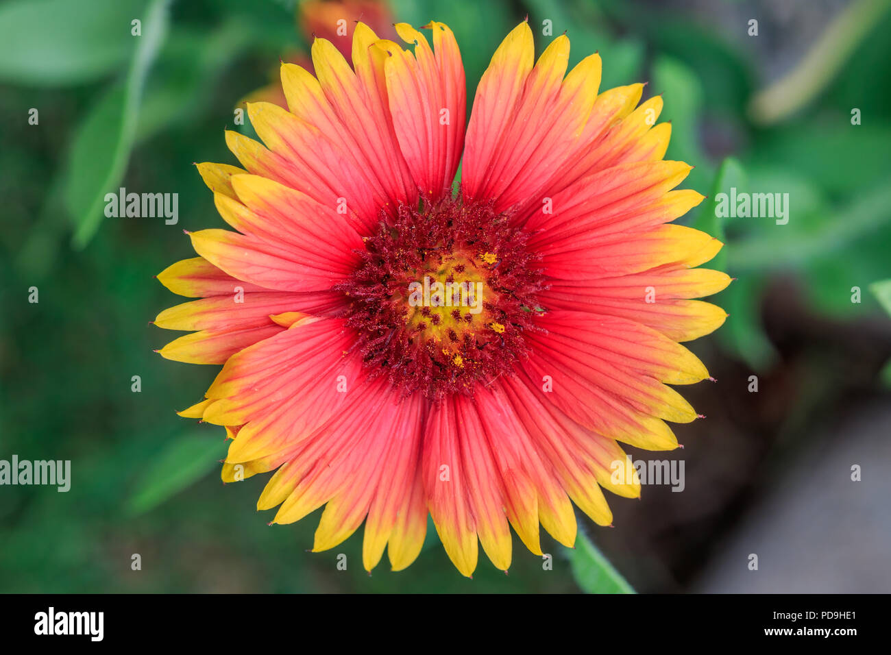 State flower of oklahoma hi-res stock photography and images - Alamy