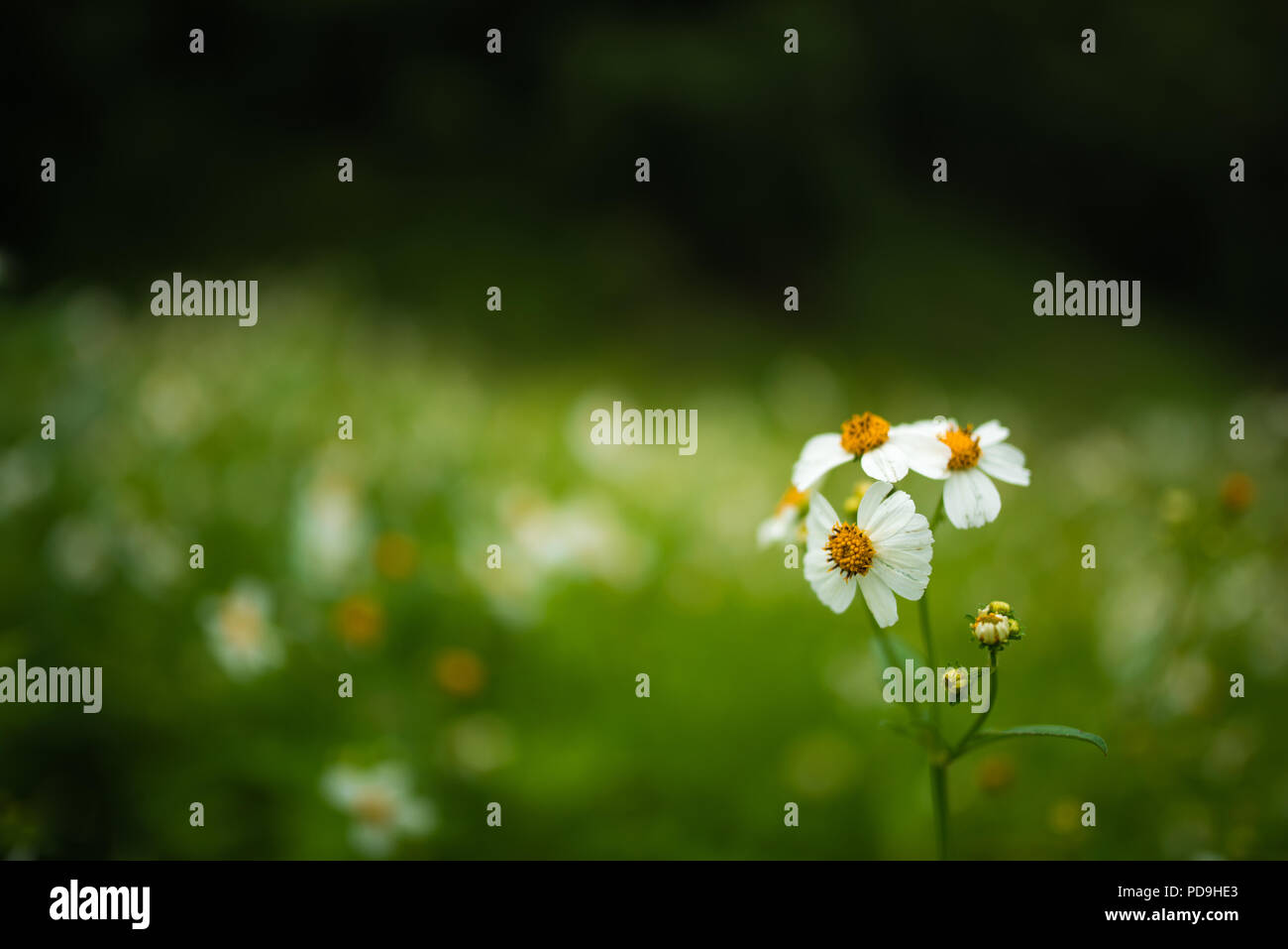 White weed hi-res stock photography and images - Alamy