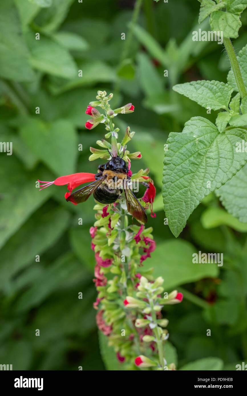 Salvia royal bumble hi-res stock photography and images - Alamy