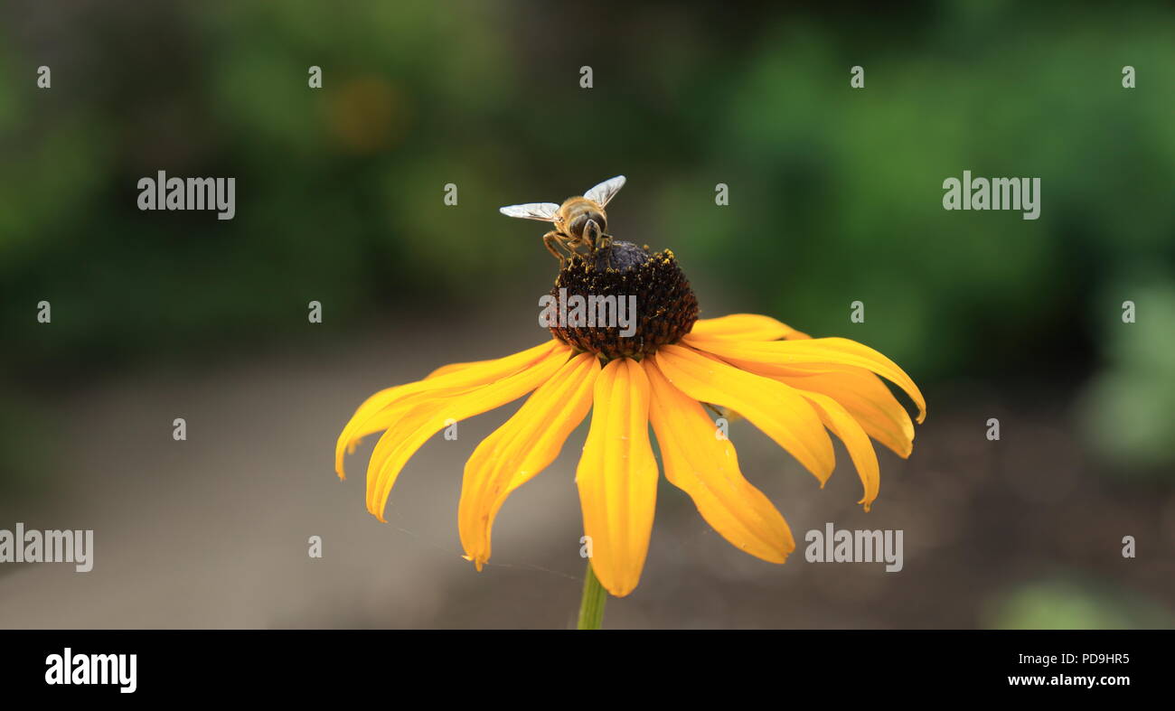 Bee pollinating flower uk hi-res stock photography and images - Alamy