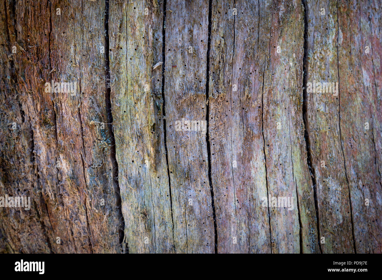 Decaying wood texture hi-res stock photography and images - Alamy