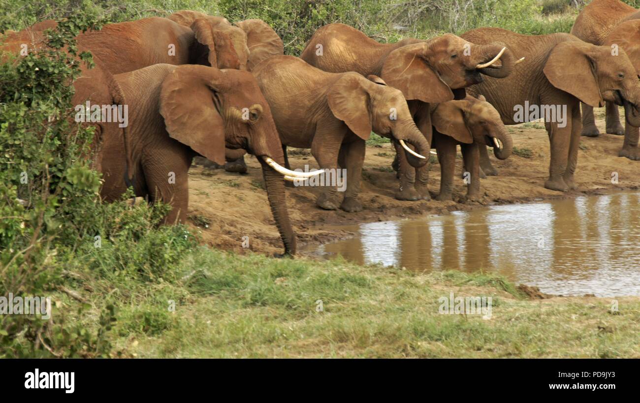 wild living elephants in a kenyan national park Stock Photo - Alamy