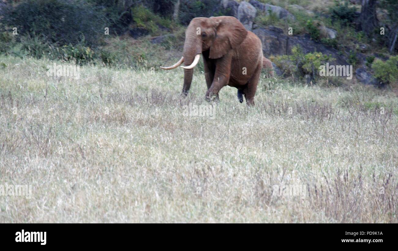 wild living elephants in a kenyan national park Stock Photo - Alamy