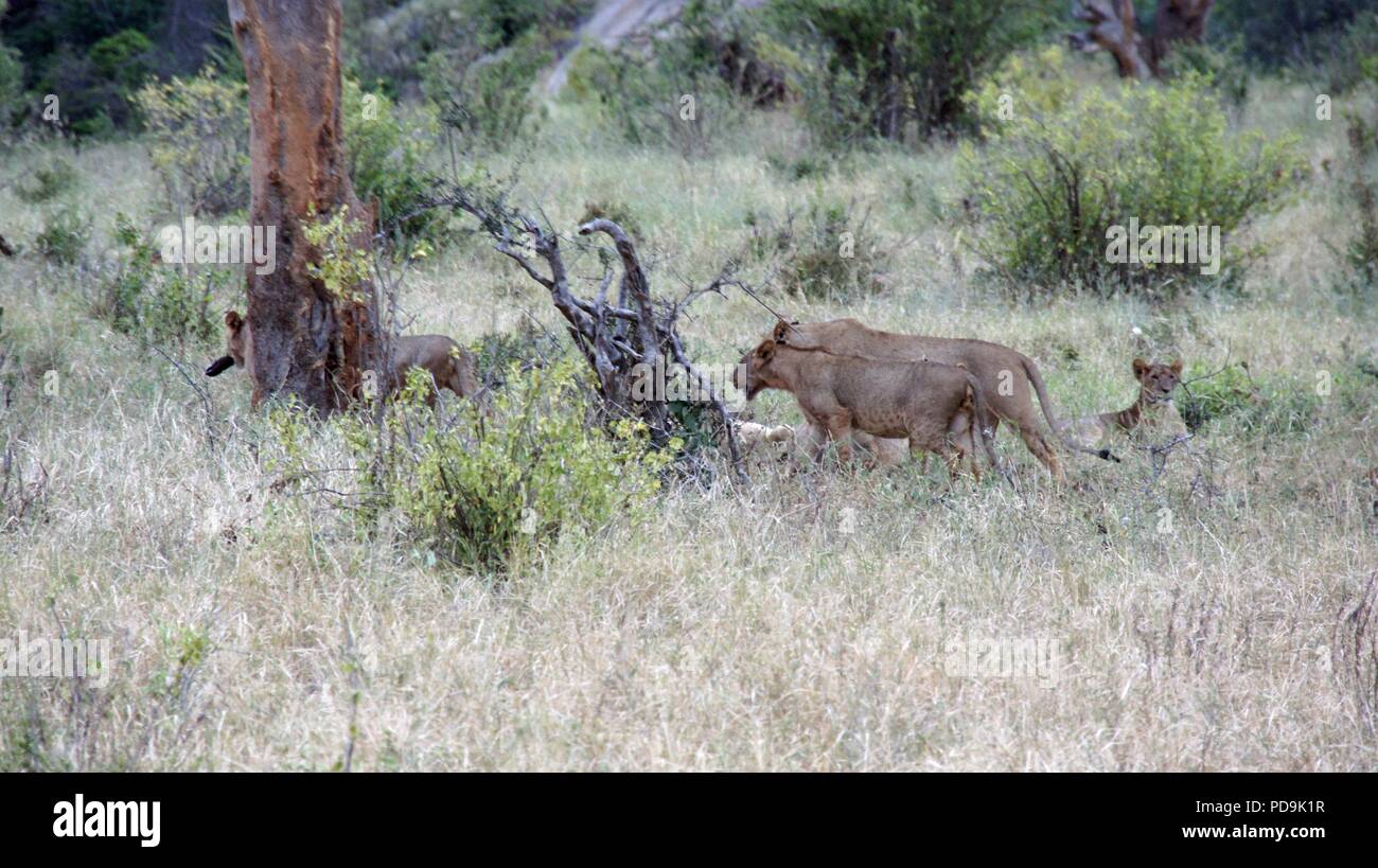 wild living lion in the savanna of kenyan national park Stock Photo - Alamy
