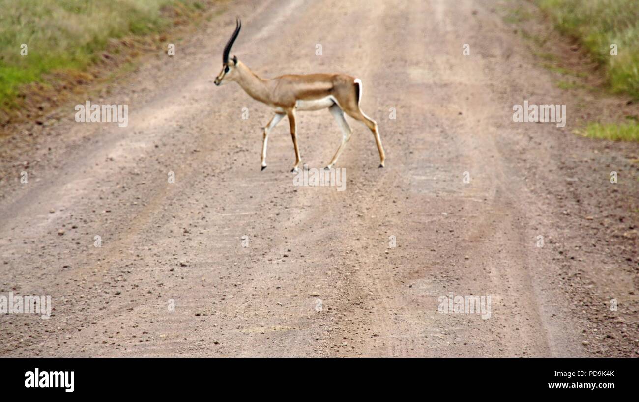 wild living gazelle in the savanna of kenya Stock Photo - Alamy