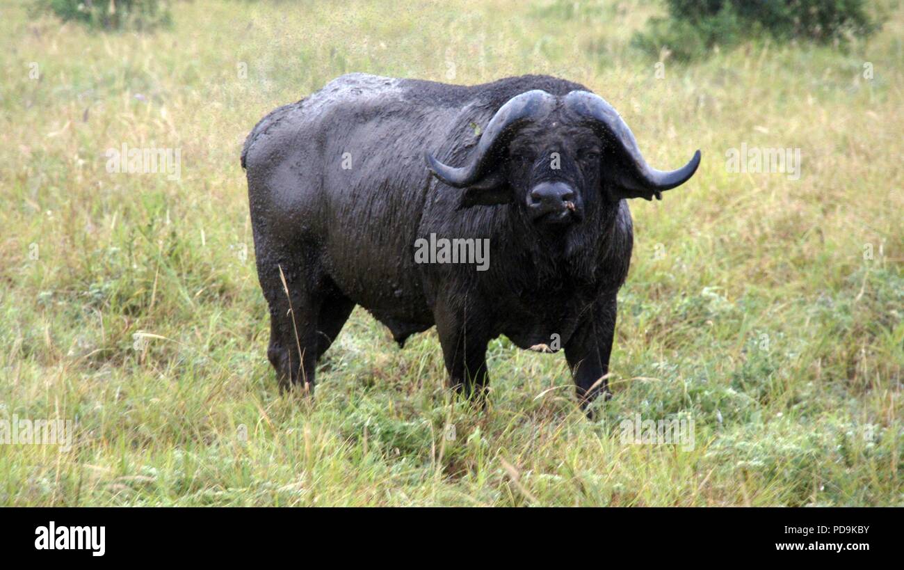 wild living buffalo in kenyan savanna Stock Photo - Alamy
