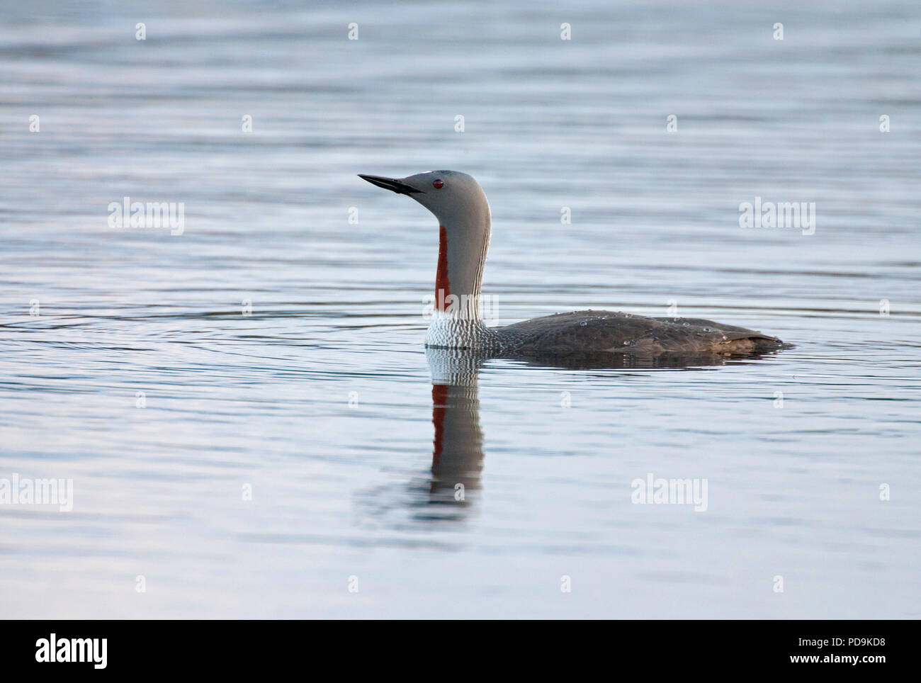 Adult red throated diver hi-res stock photography and images - Alamy