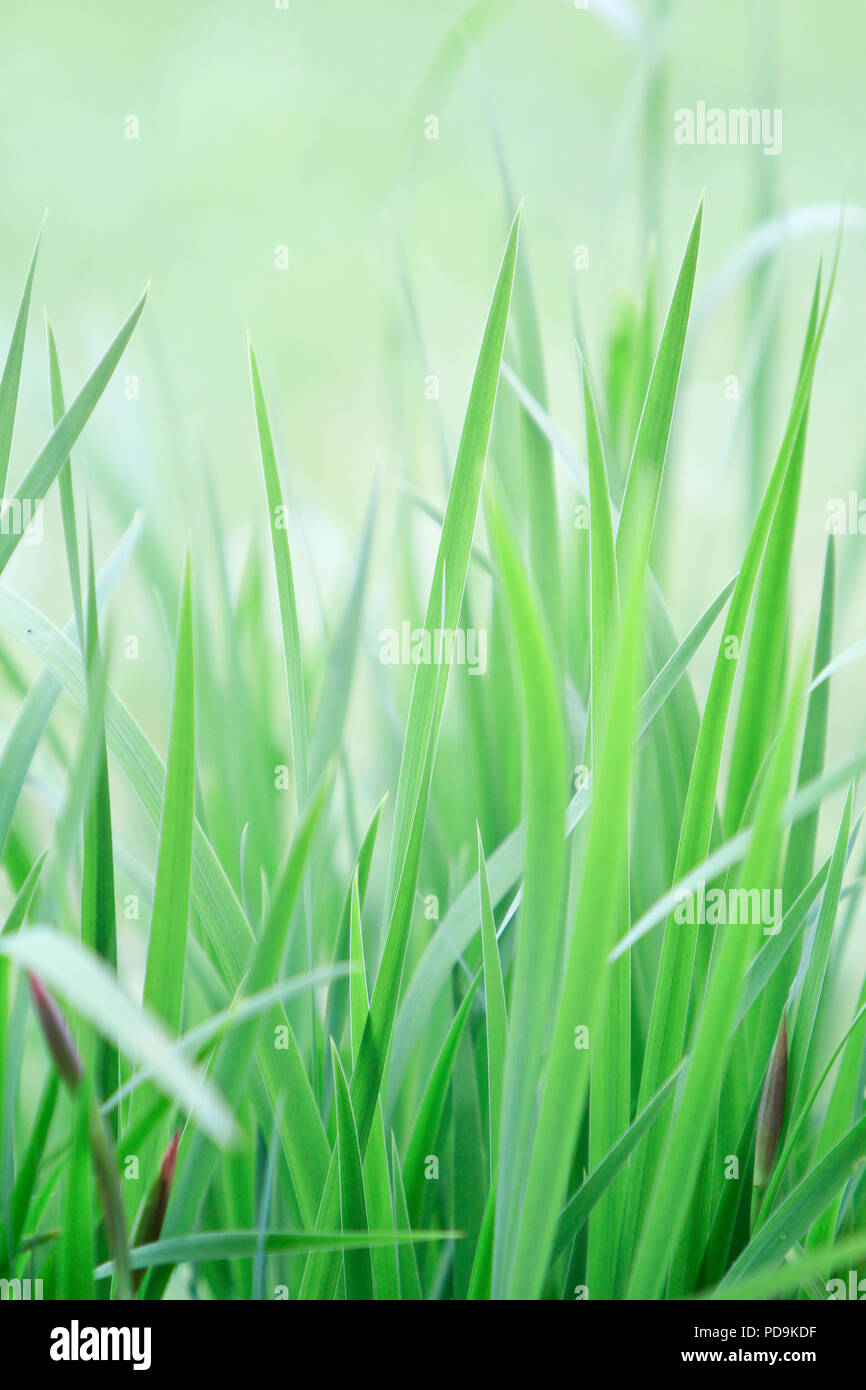 Iridaceae leaves hi-res stock photography and images - Alamy