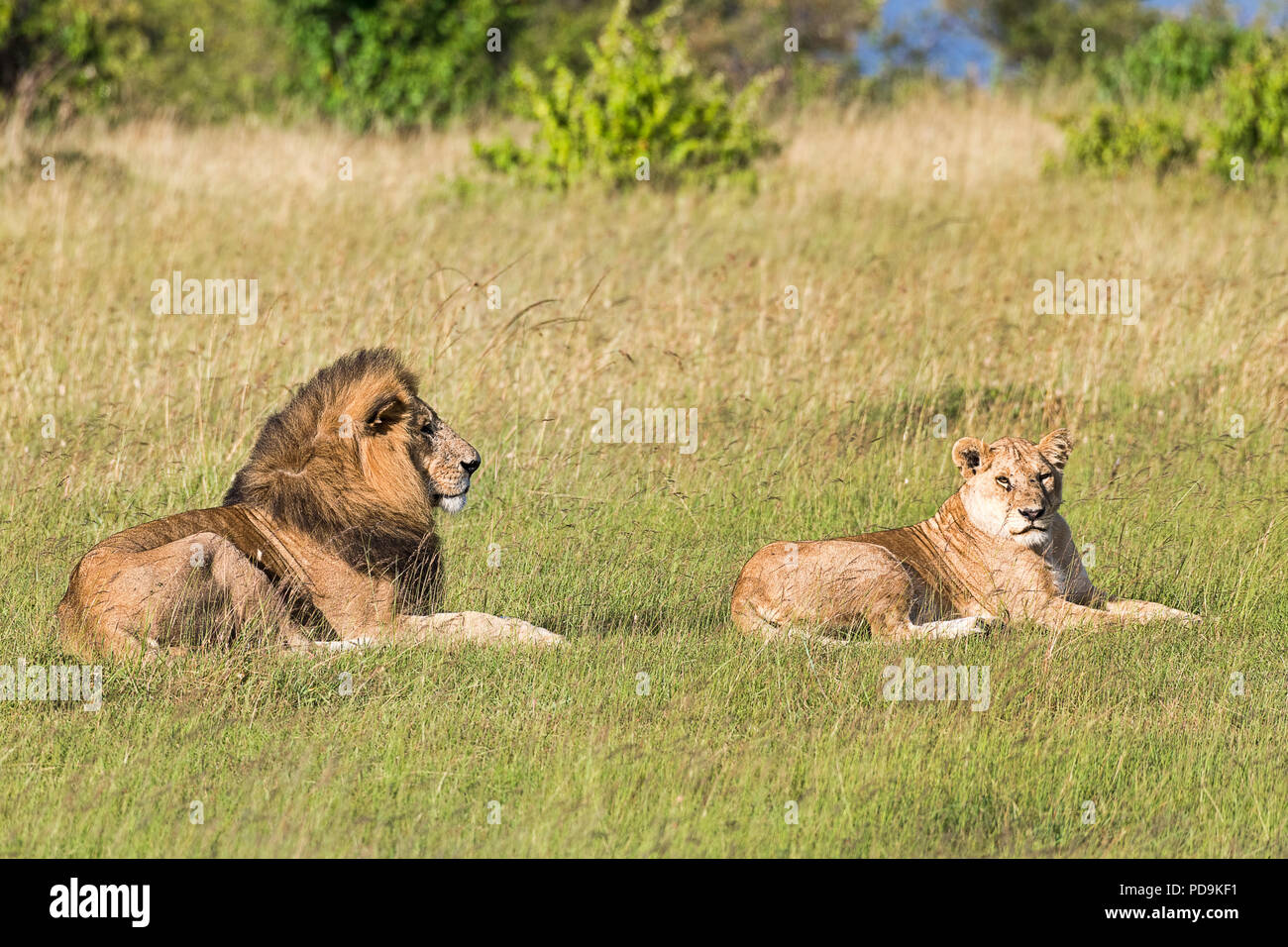 Animal animals mating hi-res stock photography and images - Alamy