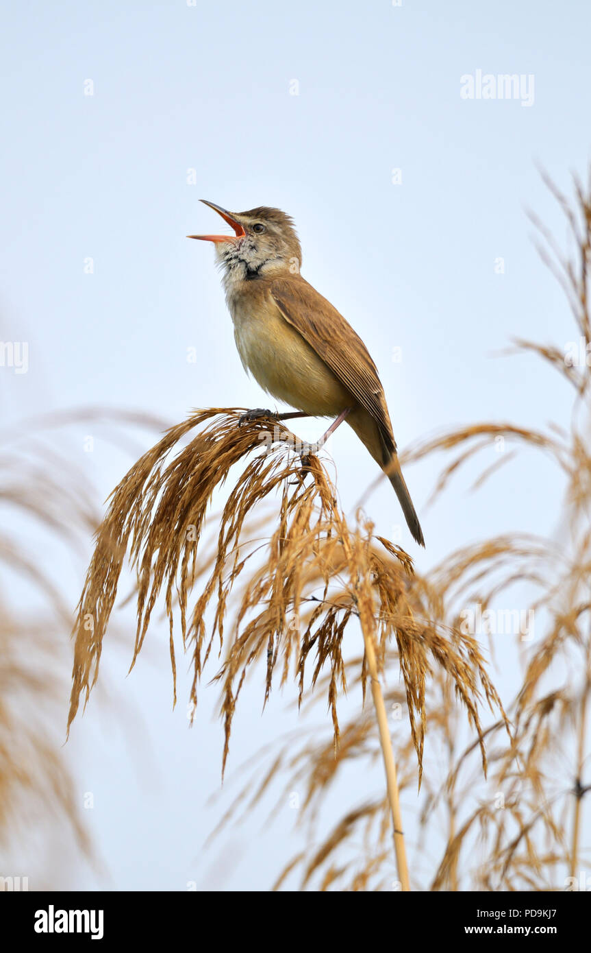 Great reon warbler (Acrocephalus arundinaceus), sits on reed and sings ...