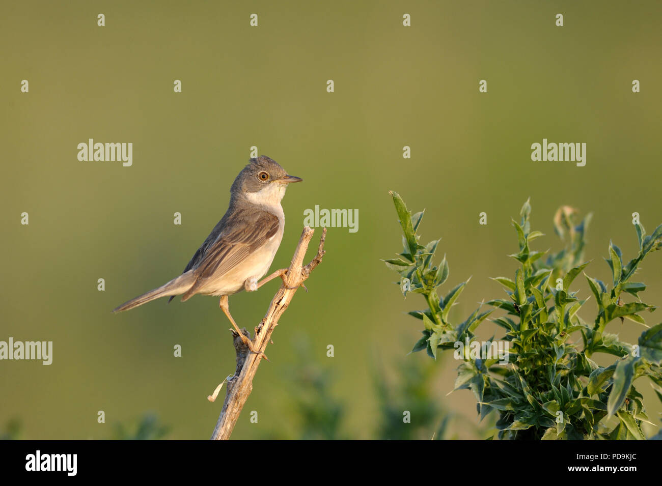 Common whitethroat (Sylvia communis), on branch, region Pleven ...