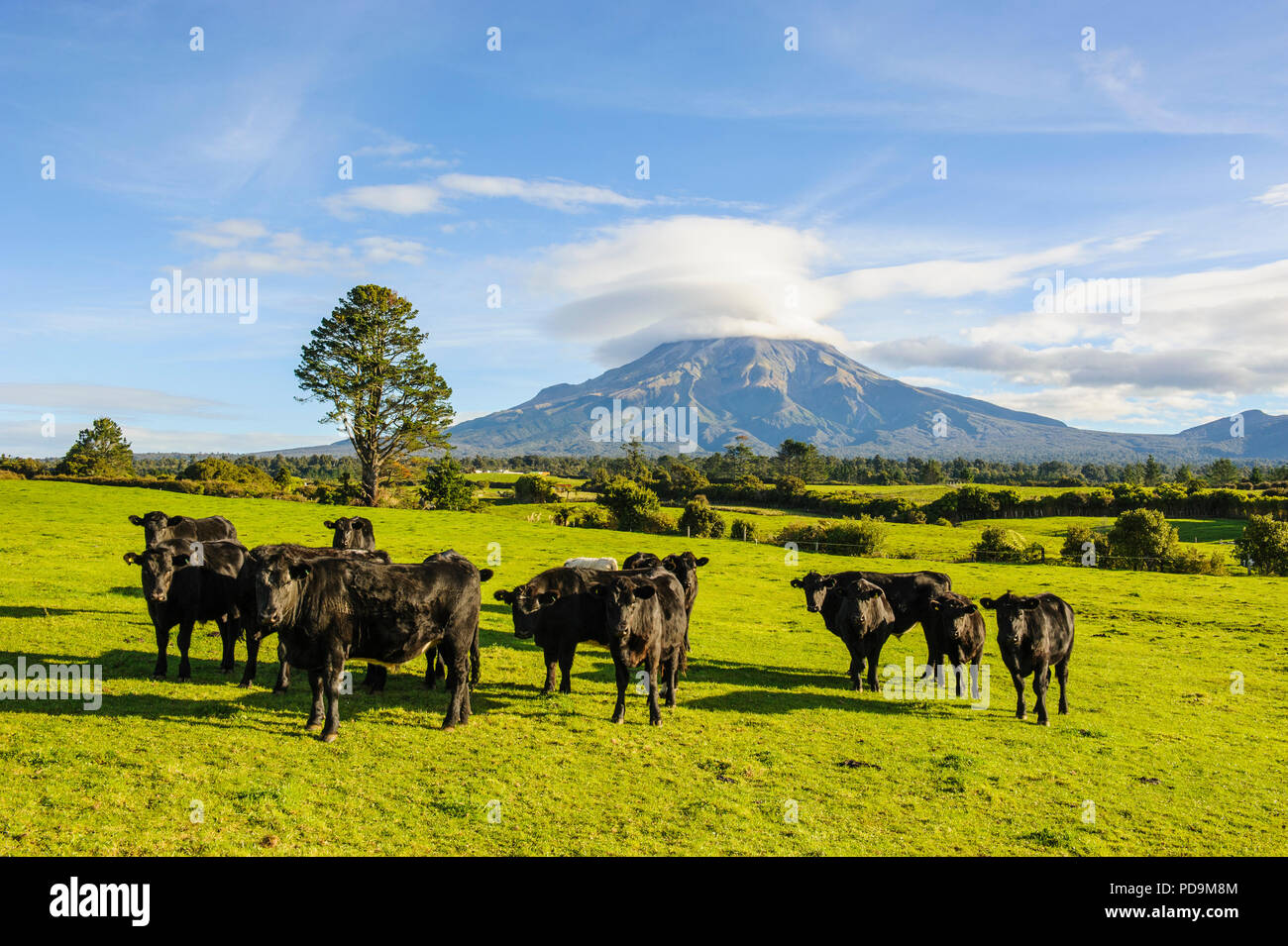 Cows new zealand hi-res stock photography and images - Alamy