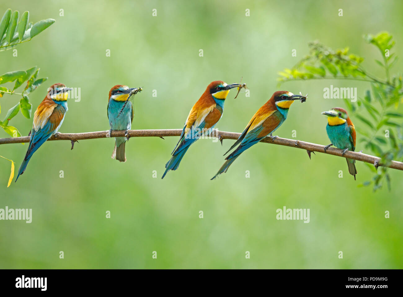 Five Bee-eaters (Merops apiaster) with prey in their beaks, sitting ...