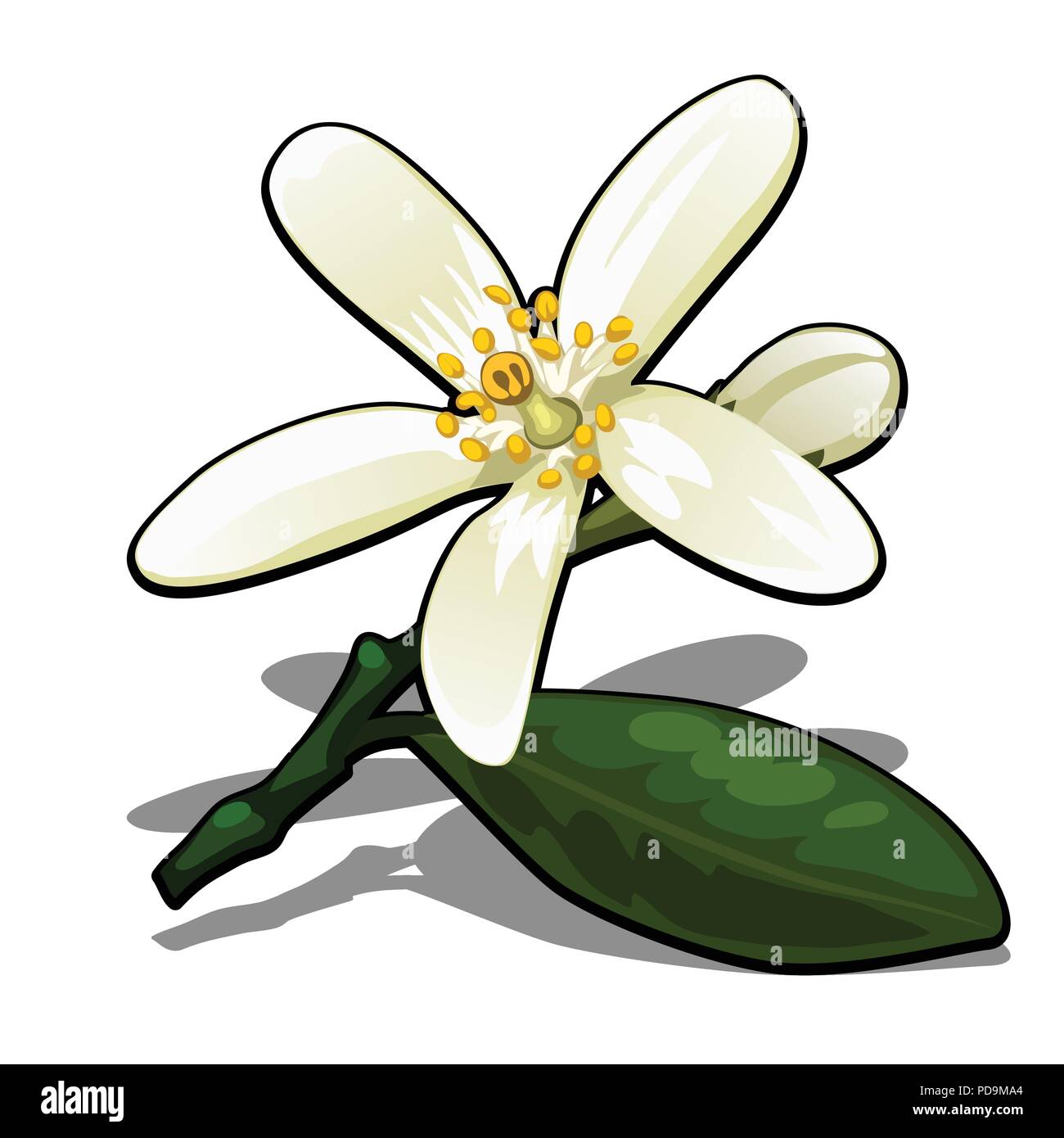 Single flower of lemon tree isolated on a white background. Flowering ...