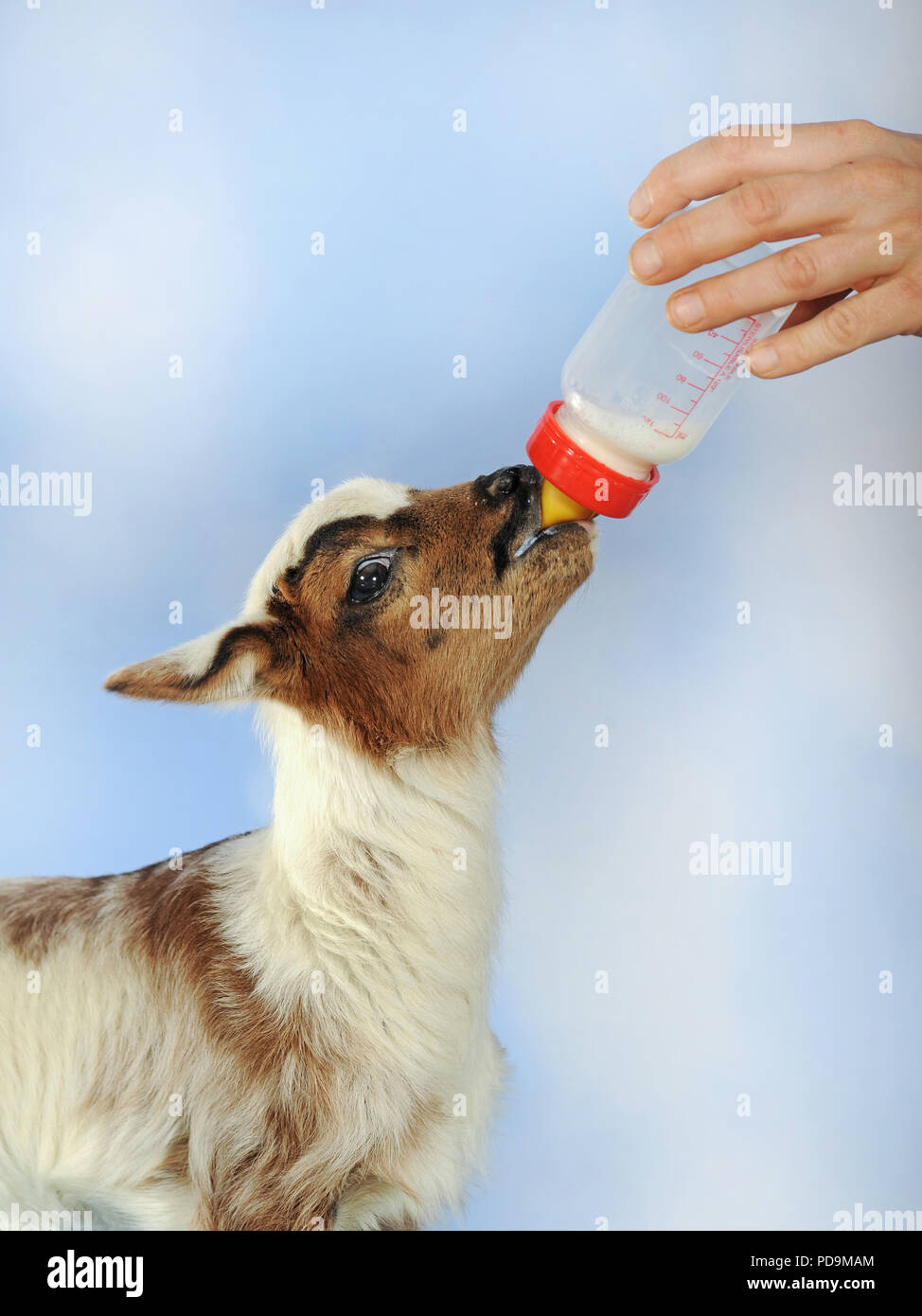 Lamb, Cameroon sheep mixed breed, bottle rearing, Austria Stock Photo ...