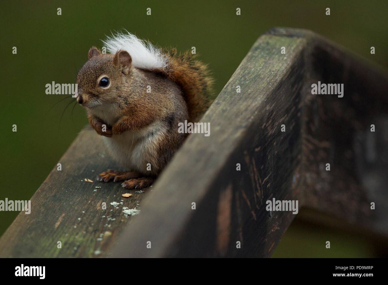 Cute North American Red Squirrel / Chickaree sat down (Tamiasciurus ...