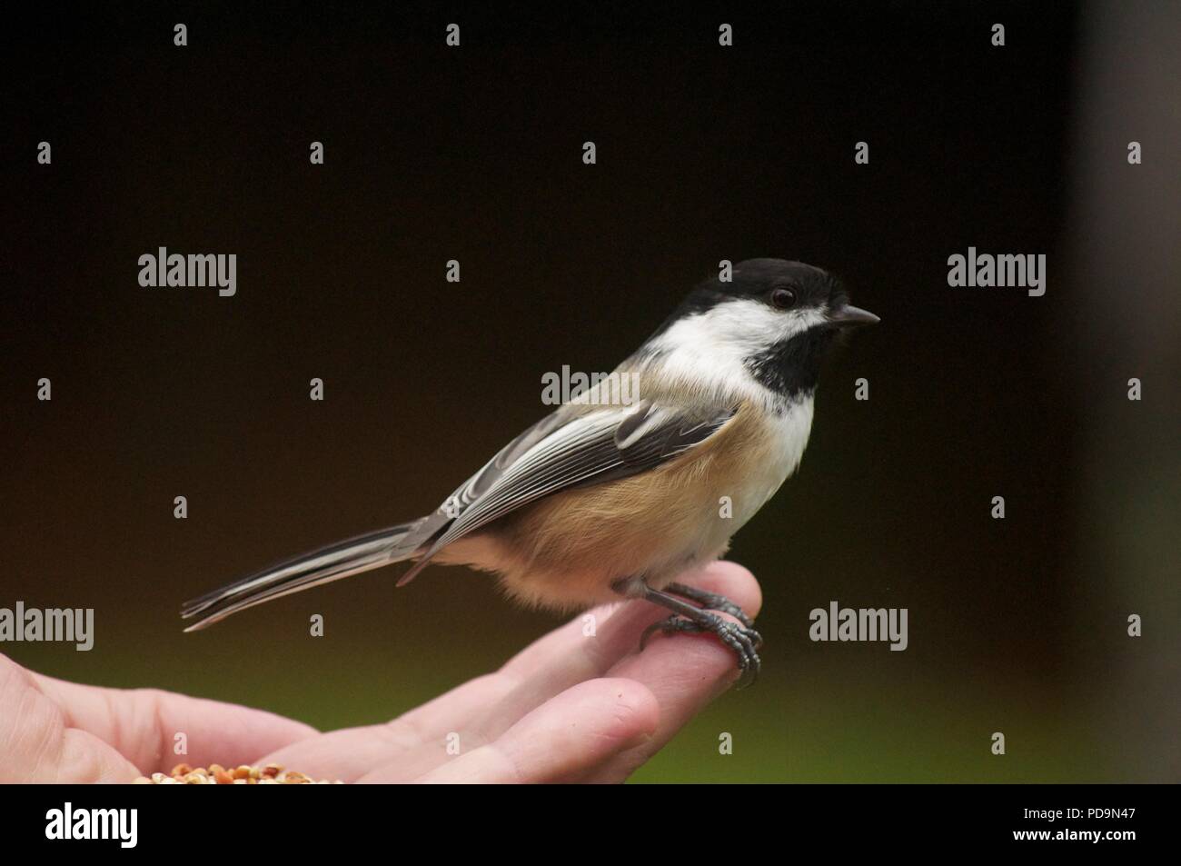 Bird sat in hand hi-res stock photography and images - Alamy