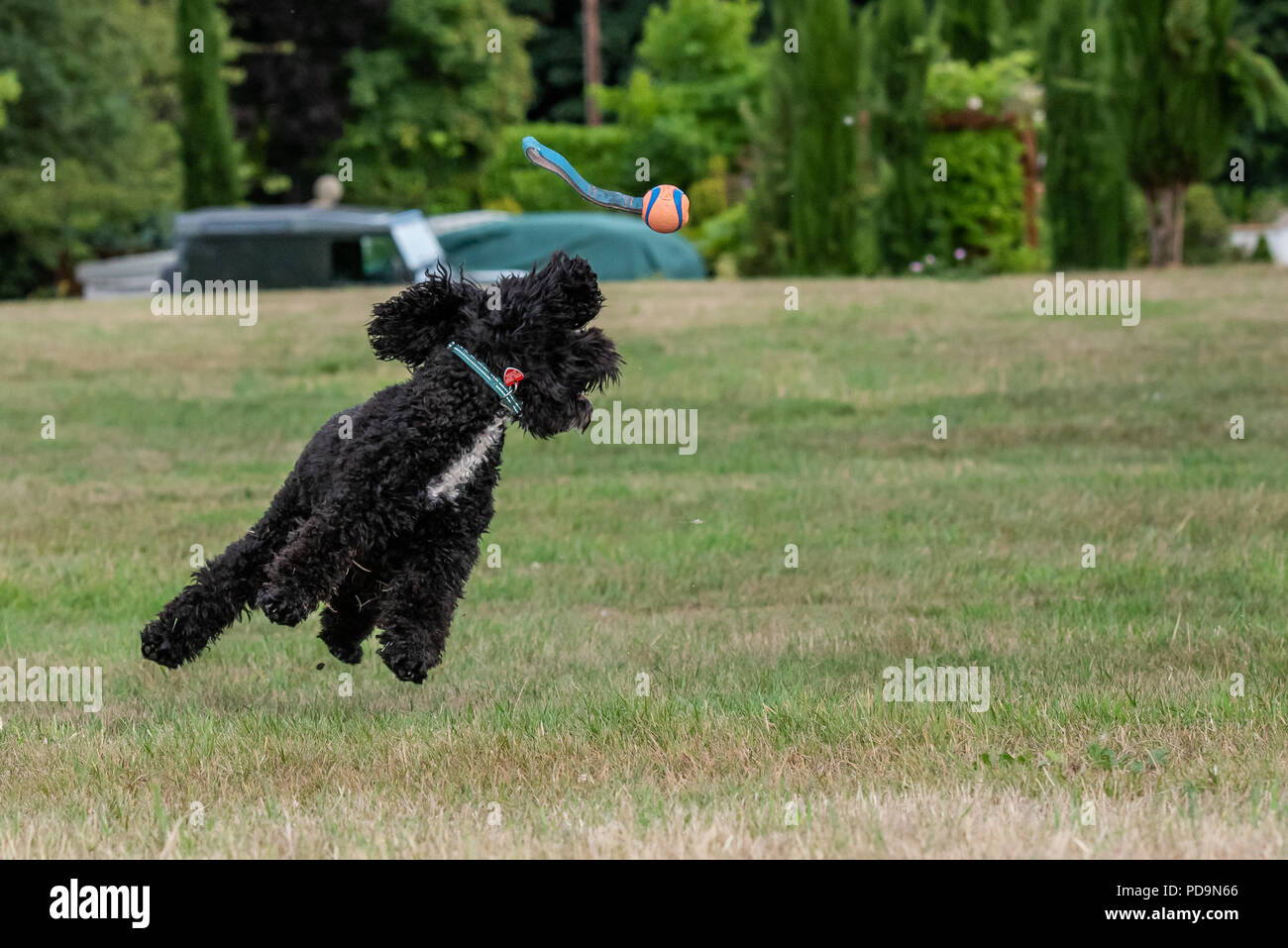 cockerpoo for jumping for a ball Stock Photo - Alamy
