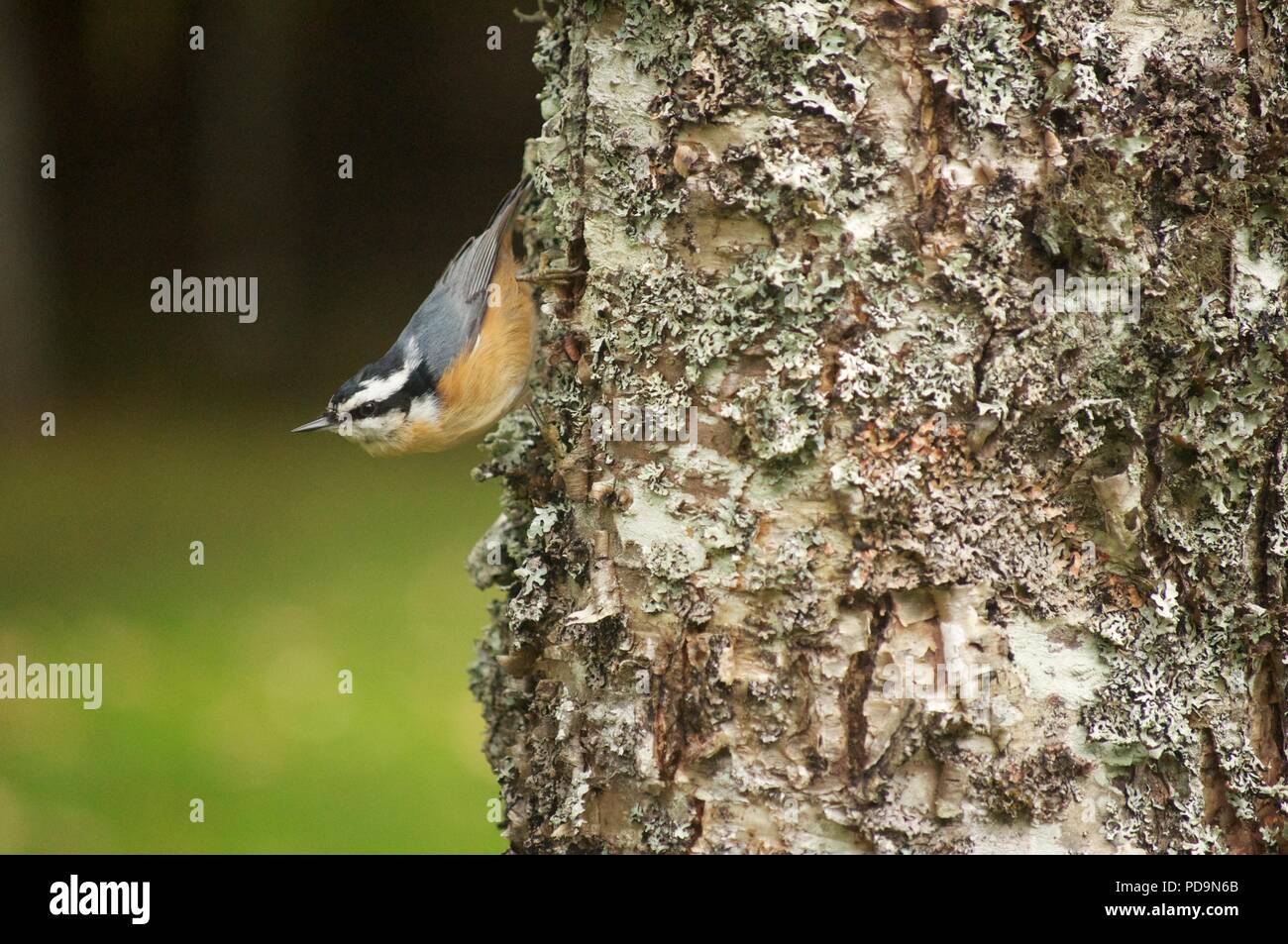 Red-breasted nuthatch walking down a tree (Sitta canadensis) (Nuthatch ...