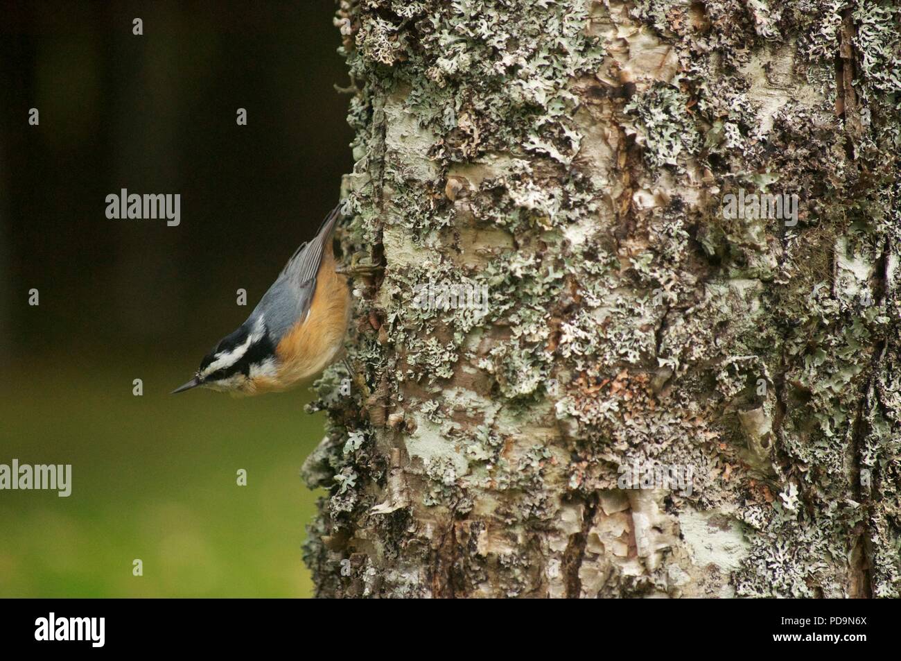 Red-breasted nuthatch walking down a tree (Sitta canadensis) (Nuthatch ...